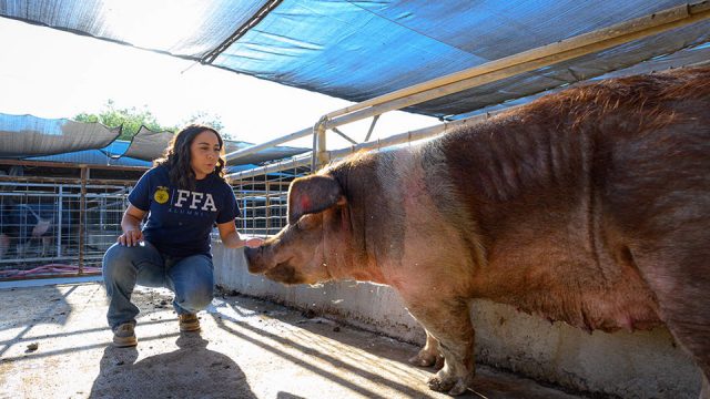 National FFA membership reaches all-time high – Inside INdiana Business