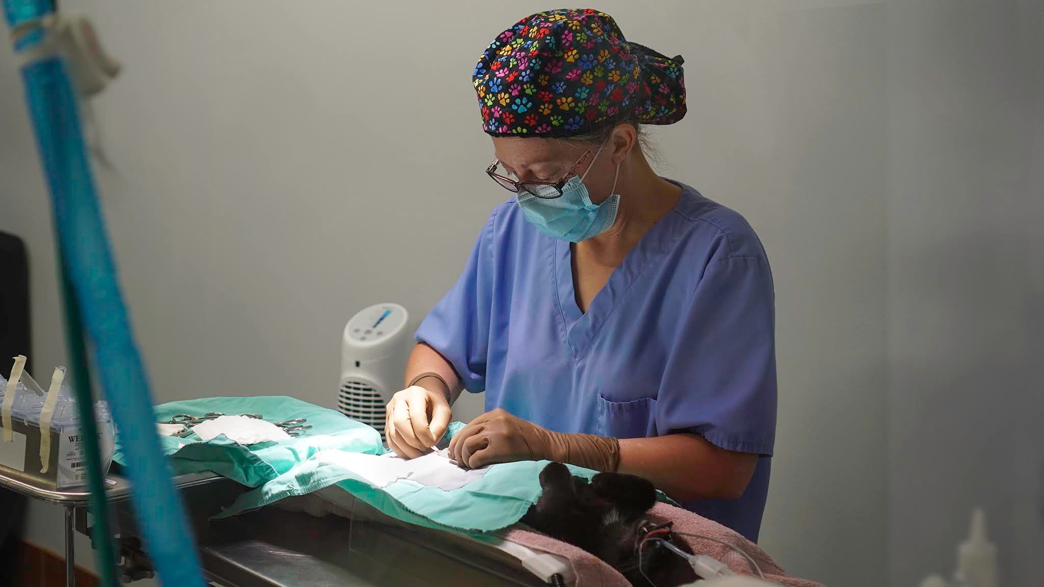 IndyHumane receives grants to keep animals out of shelters – Inside ...