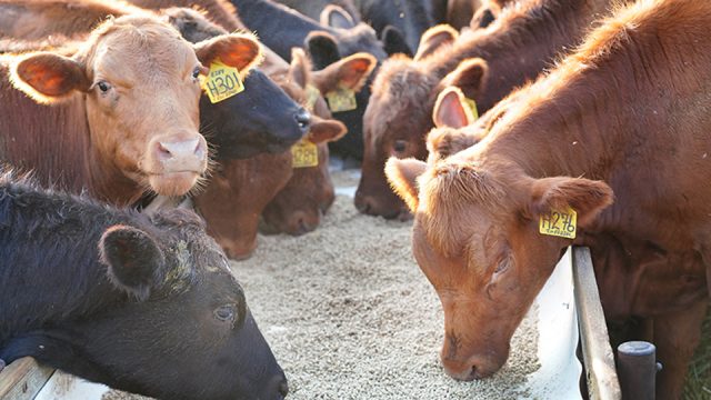 Purdue lands $1.4M for cattle, swine research – Inside INdiana Business