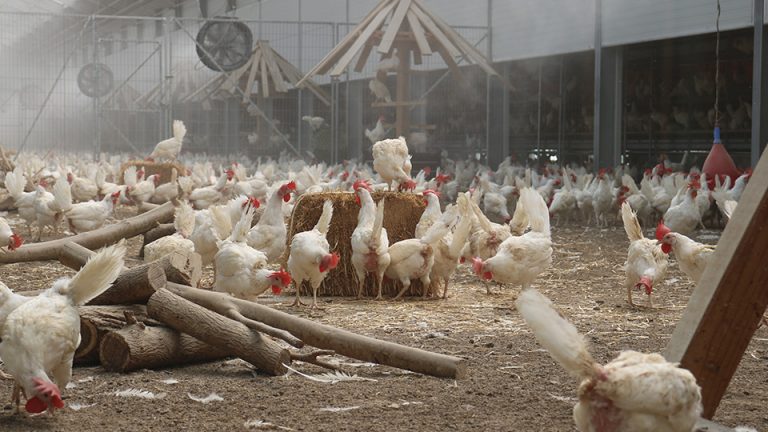 Indiana home to first US carbon-neutral egg farm after Kipster launch ...