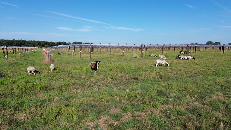 Mammoth Solar project doubles land use with local animal, crop ...