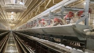Warsaw-based egg producer Creighton Brothers acquired in $129 million ...