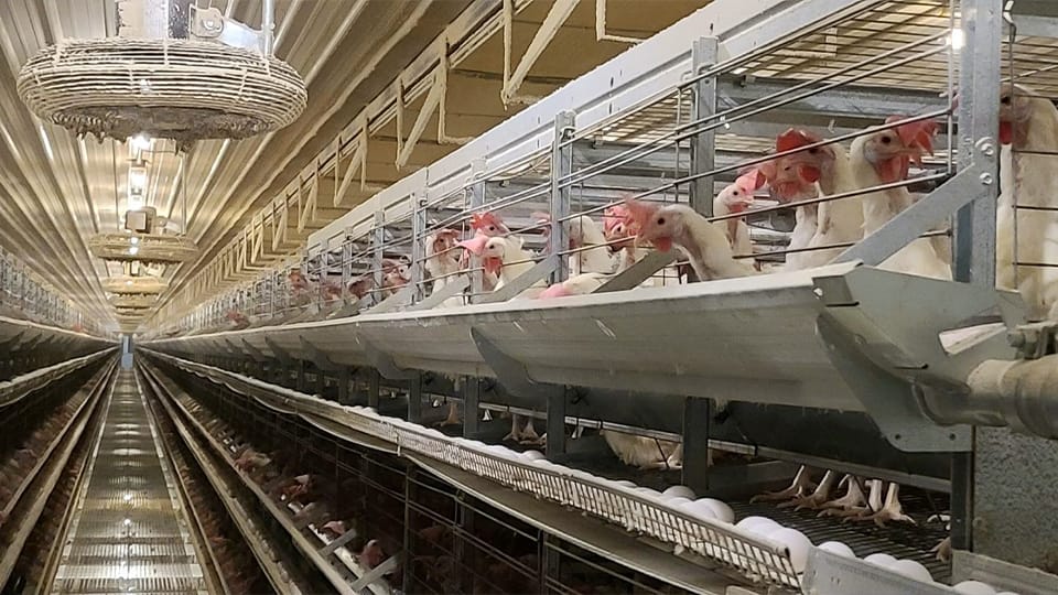 Creighton Brothers marks 100 years in business amid challenging time ...