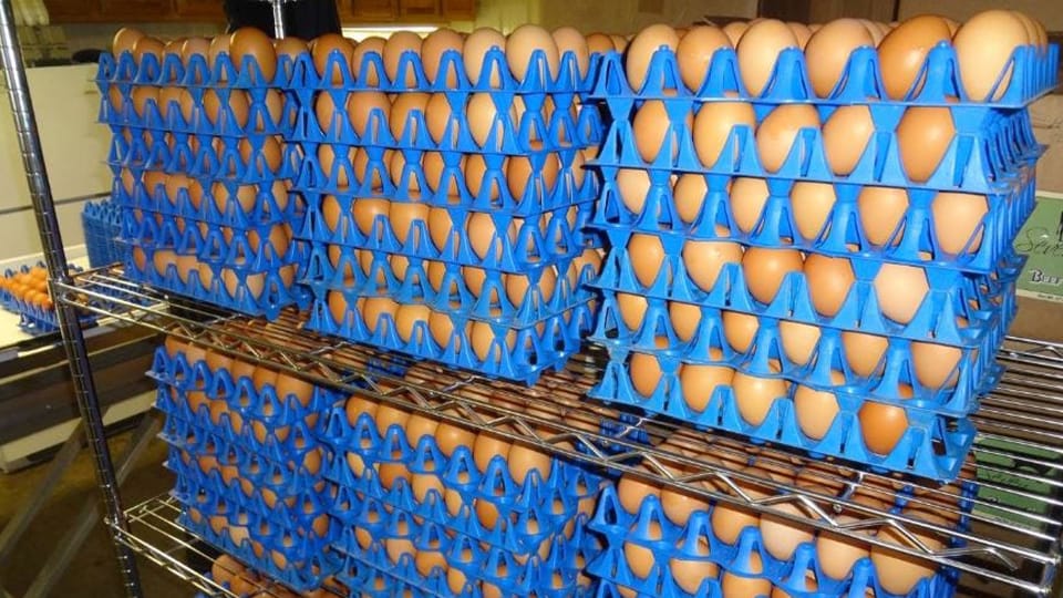 Rose Acre Farms absent from recent USDA avian flu relief payments ...