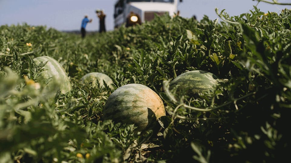 State seeks applications for specialty crop grants – Inside INdiana ...
