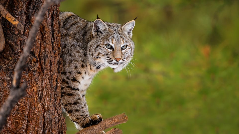 DNR proposes boost to bobcat trapping quota; add weapons – Inside ...